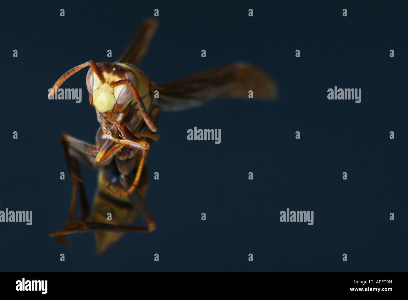 Wasp Bee Hornet Stock Photo - Alamy