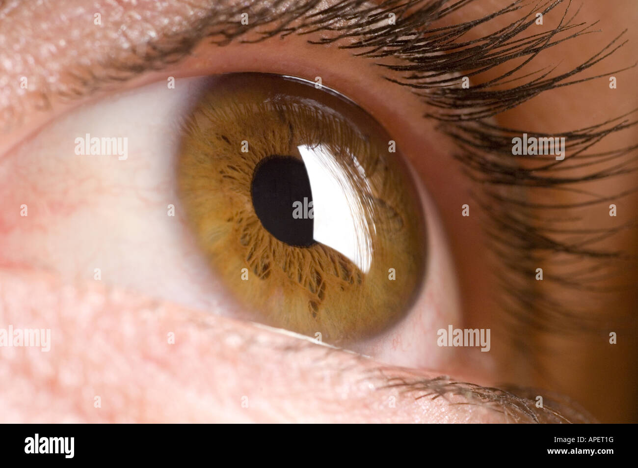 Hazel colored eyes hi-res stock photography and images - Alamy