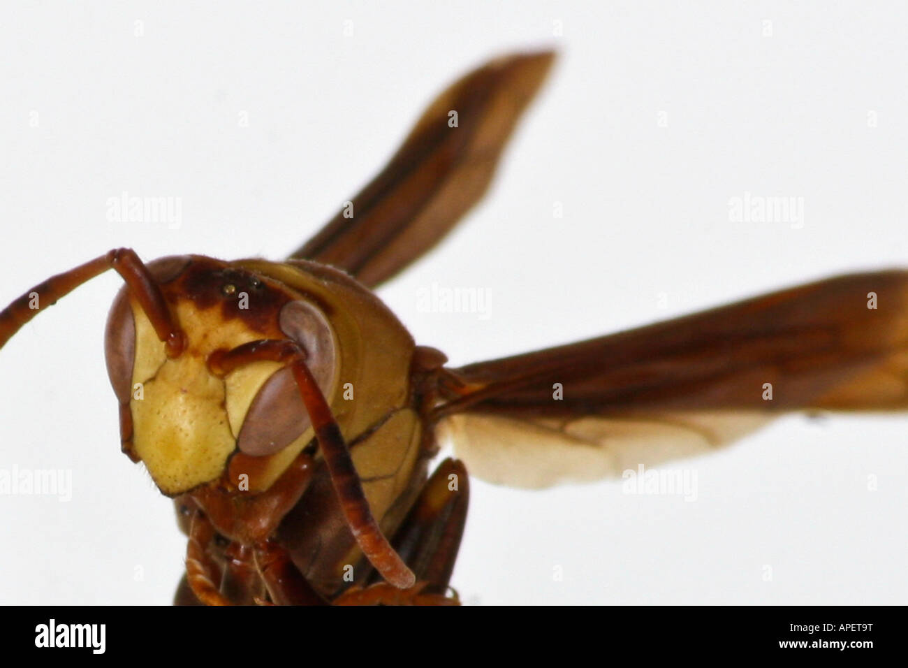 Wasp Bee Hornet Stock Photo - Alamy