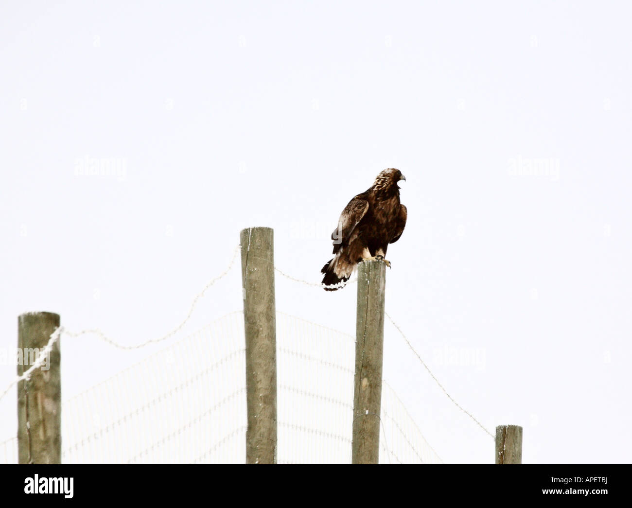Eagle on fence post hi-res stock photography and images - Alamy
