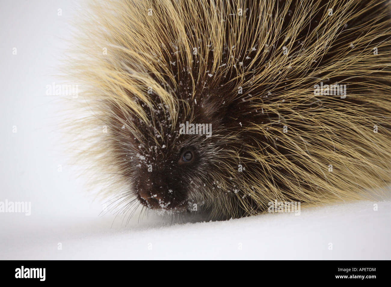 Porcupine in winter Stock Photo - Alamy