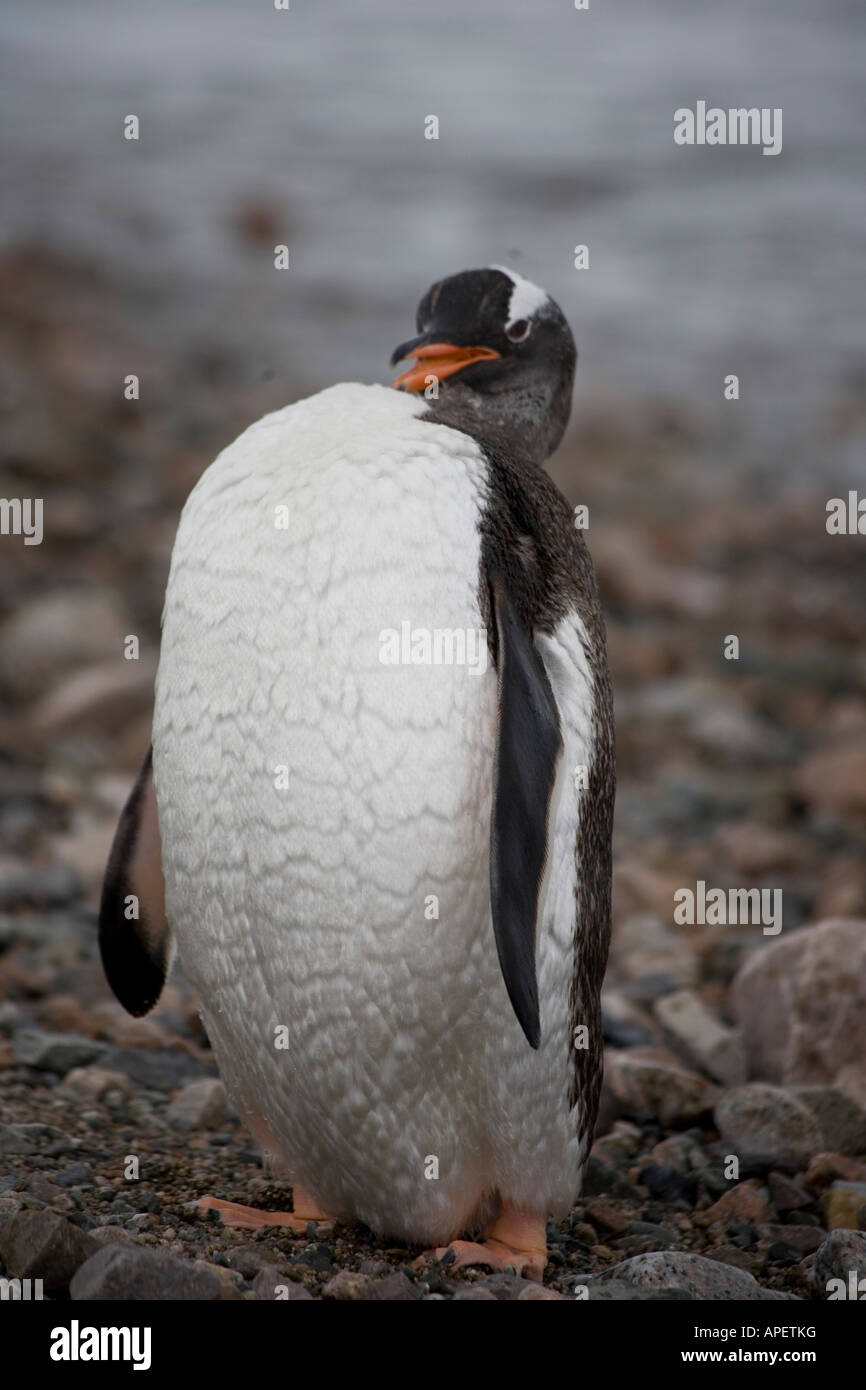 Puffed up adult Gentoo Penguin Stock Photo - Alamy