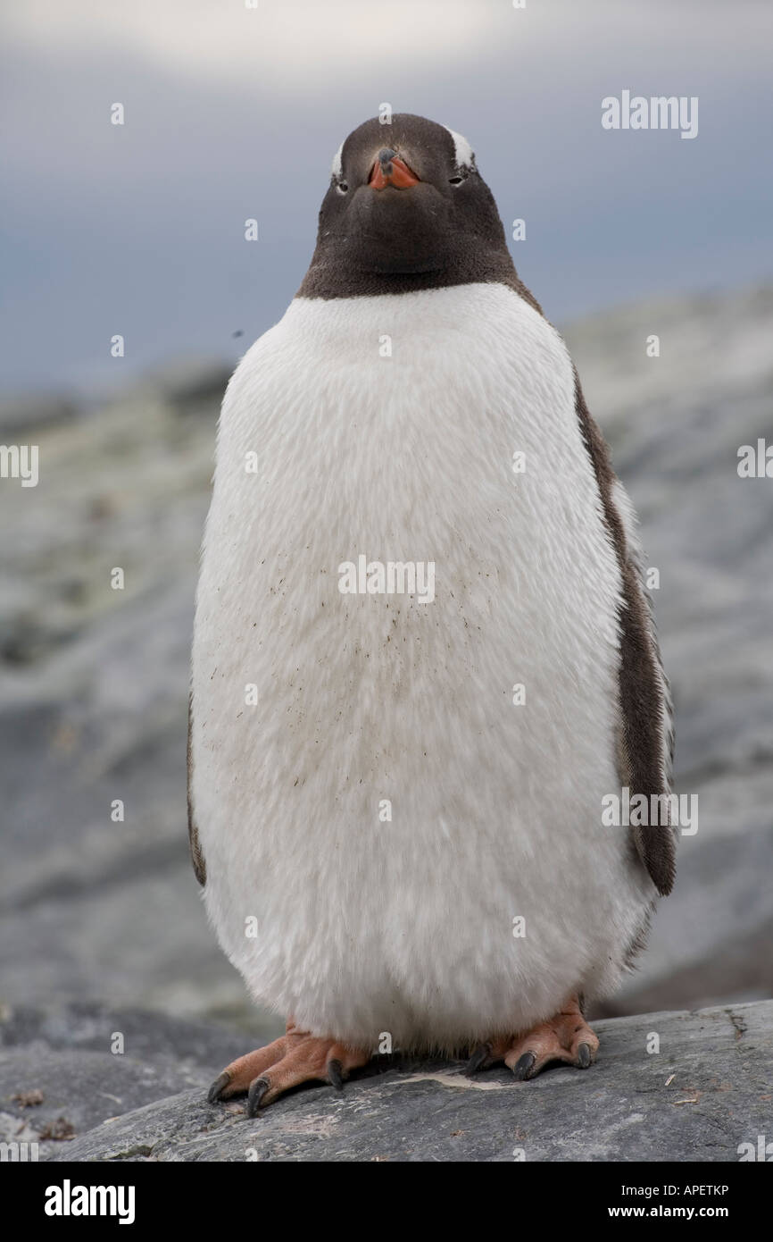 Drowsy adult Gentoo penguin, Cuverville Island, Antarctica Stock Photo ...