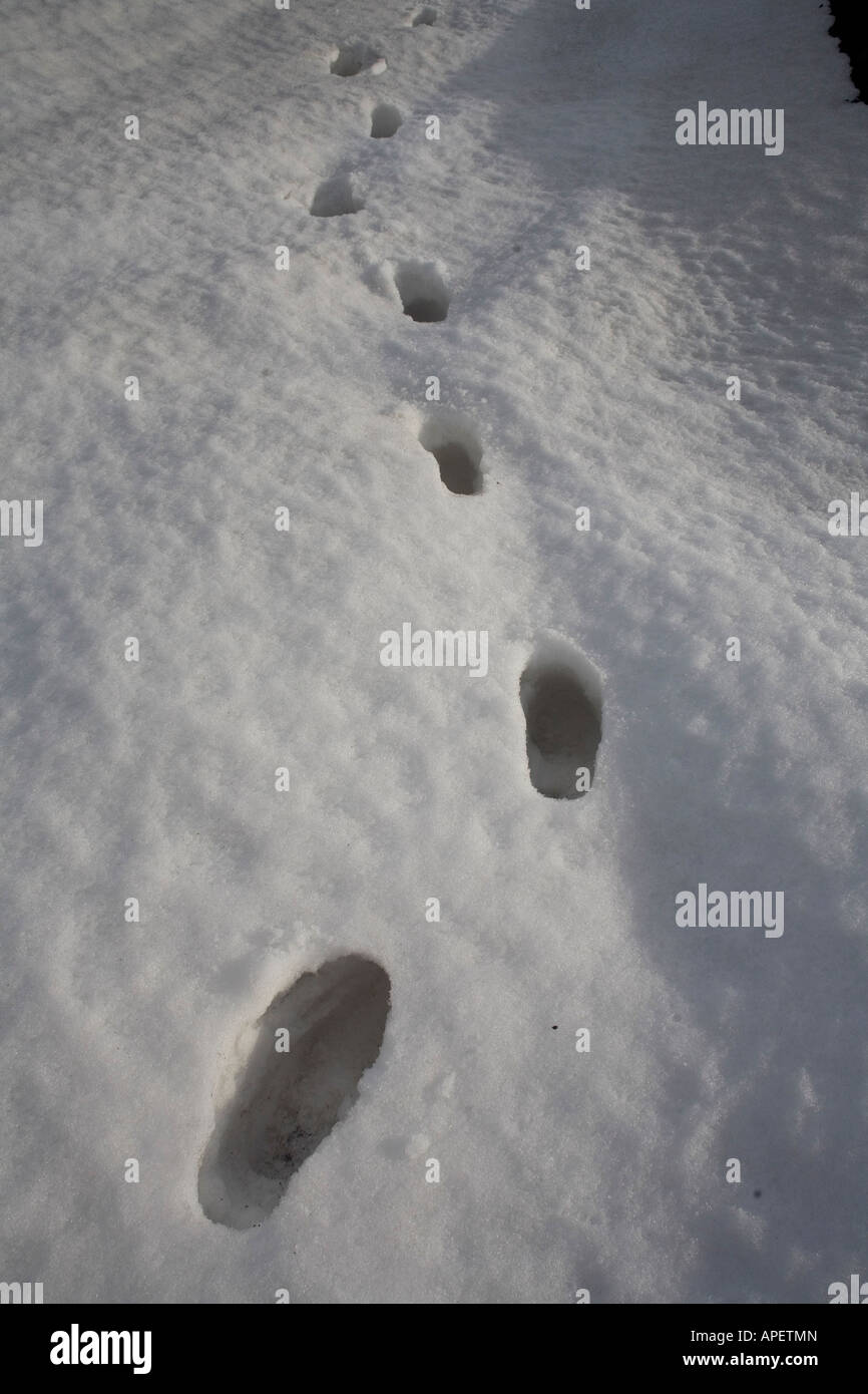 Explorer’s boot marks in snow, Deception Island, Antarctica Stock Photo ...