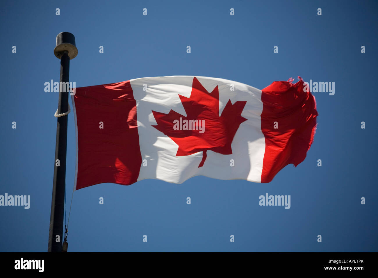 Flapping canadian flag hi-res stock photography and images - Alamy