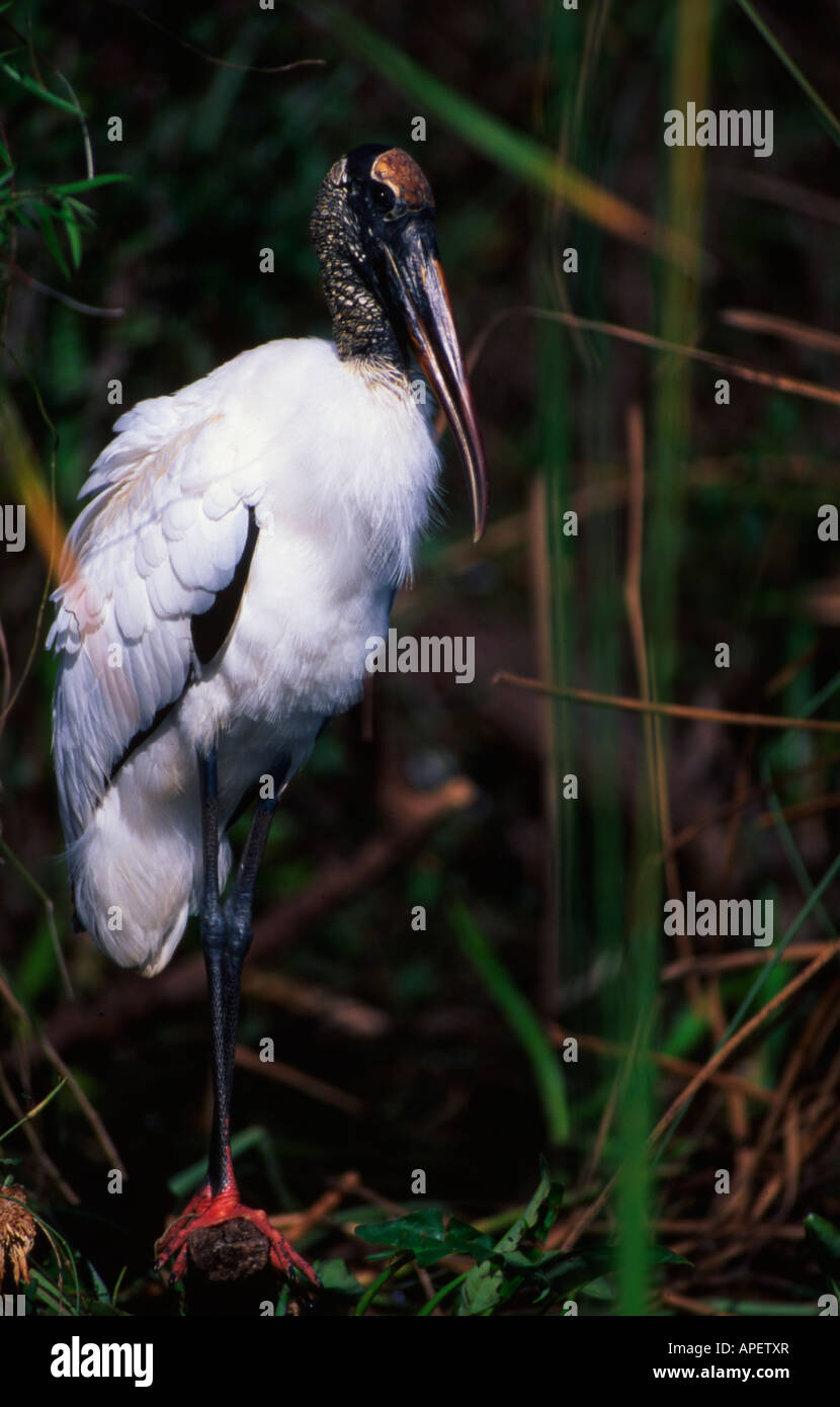 A Wood Stork stands on a limb Stock Photo - Alamy