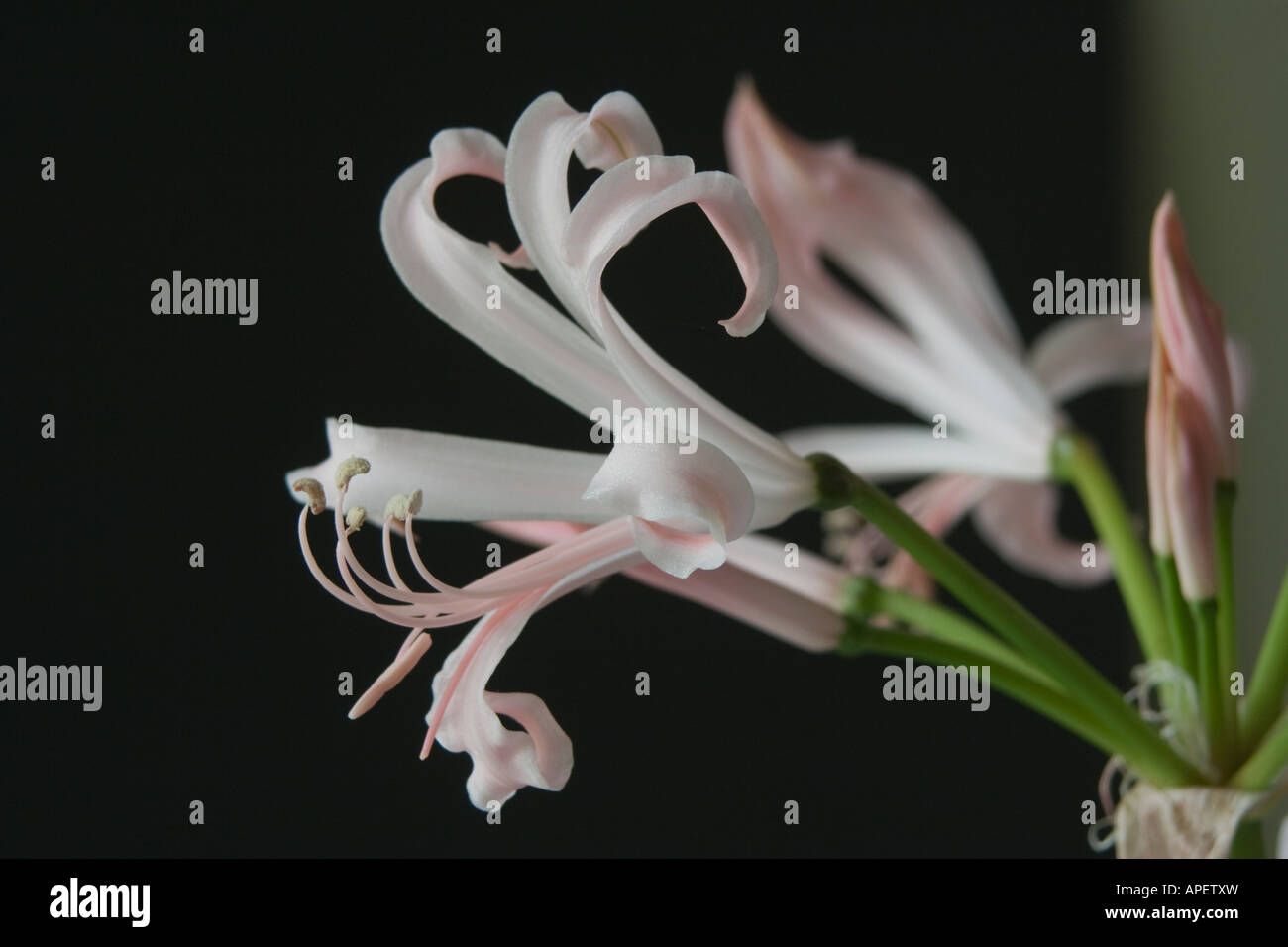 nerine bowdenii alba Stock Photo - Alamy