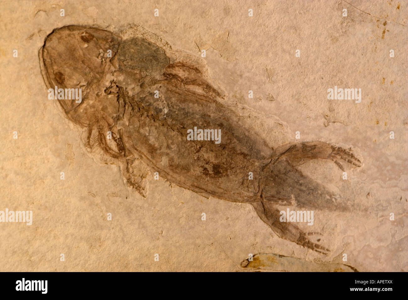 Fossil Salamander - Northern China - Permian - 230 000 million years ...