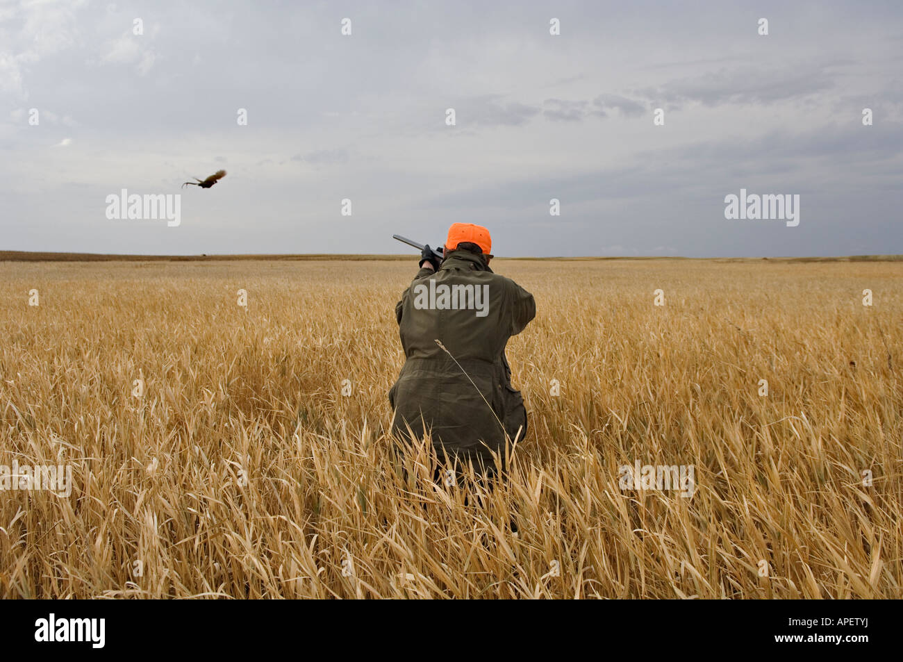 Upland Bird Hunter Swinging Shotgun on Crossing Ring-necked Pheasant ...
