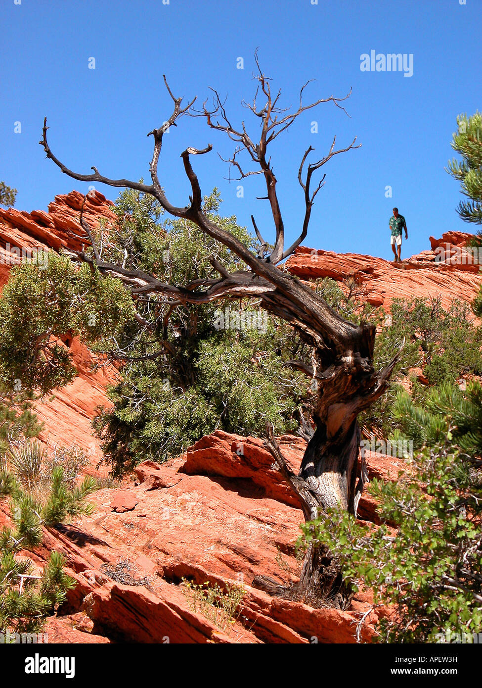 Man walking over red sedimentary rocks, with gnarled trees in ...