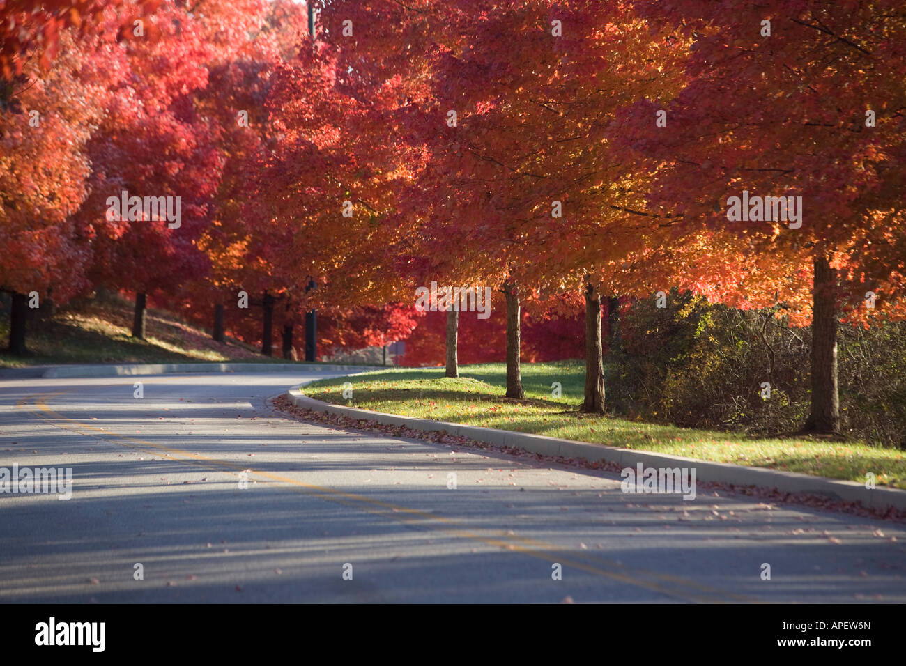 A tree lined street on an autumn day Stock Photo - Alamy