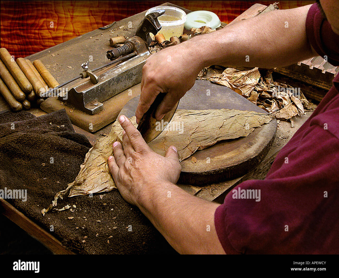 Cigar roller's hands close-up from behind, cutting tobacco leaf on ...