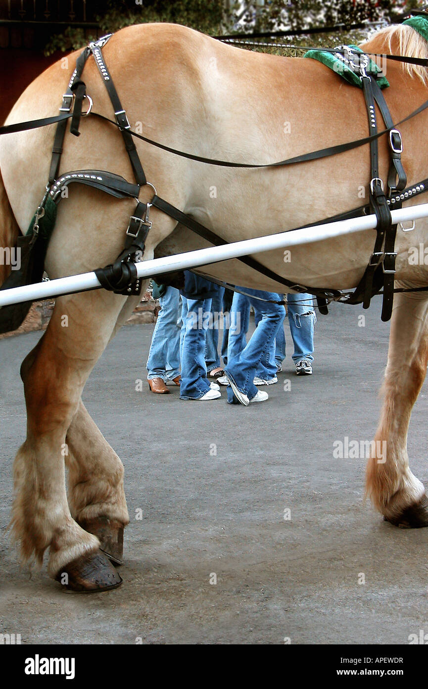 Horse body torso standing in front of blue-jeaned teenagers, showing ...