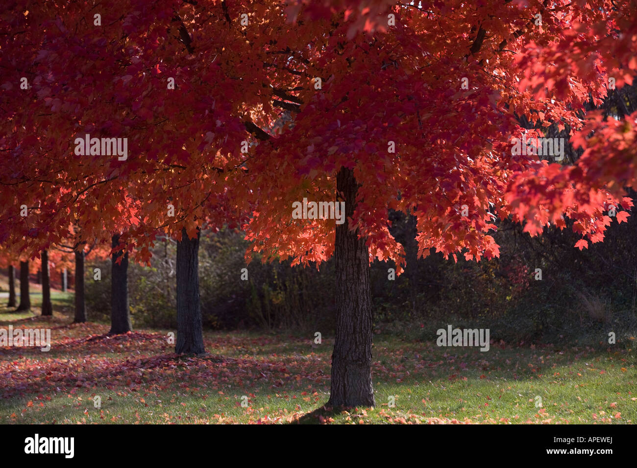 A row of red maple trees on an autumn day silhouetted by the sun Stock ...