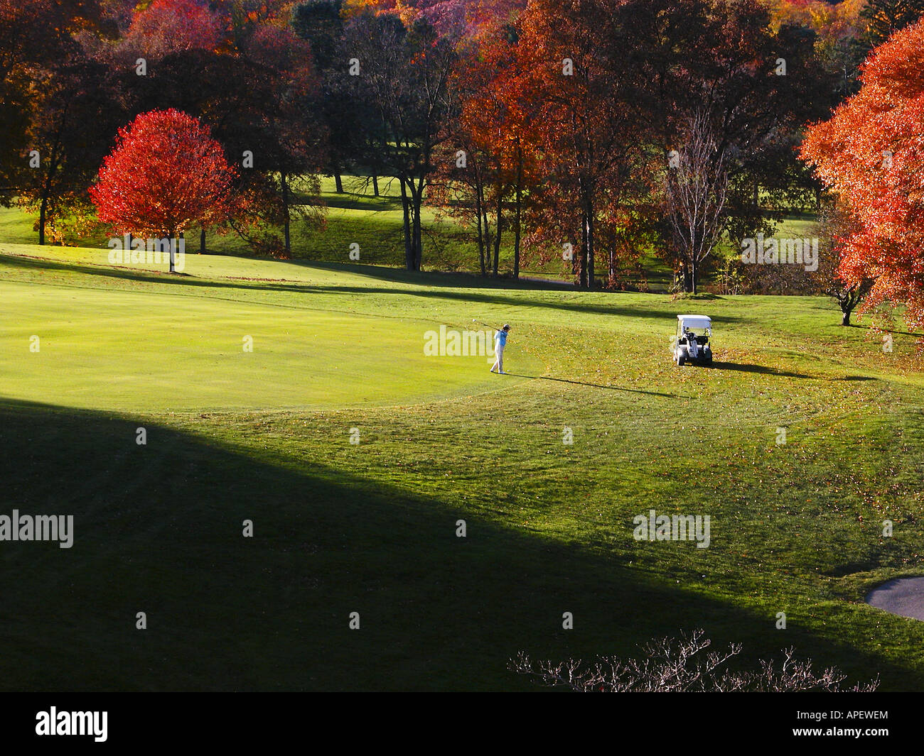 Golfer about to swing club on green, with golf cart, fall trees, warm ...