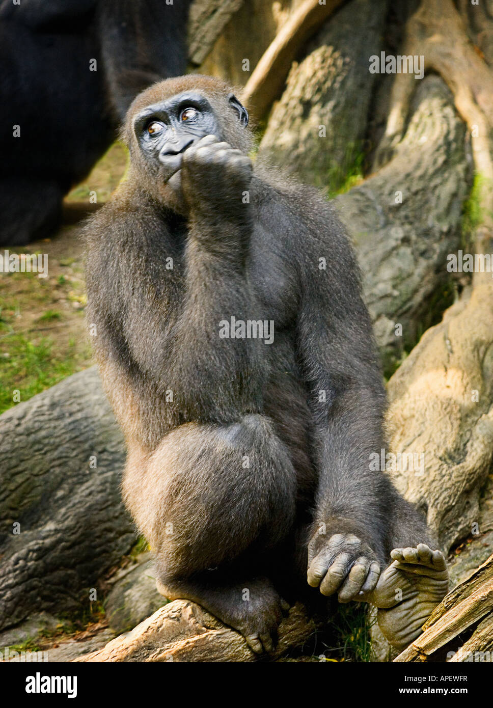 Gorilla, female, full body, looking to side, with look of regret Stock ...