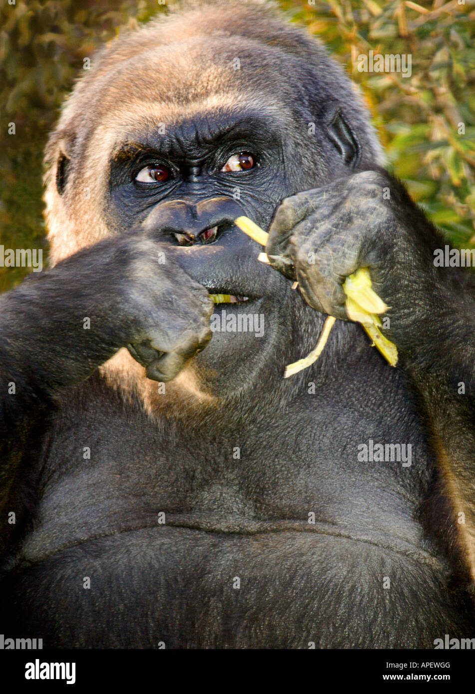Greedy gorilla hi-res stock photography and images - Alamy