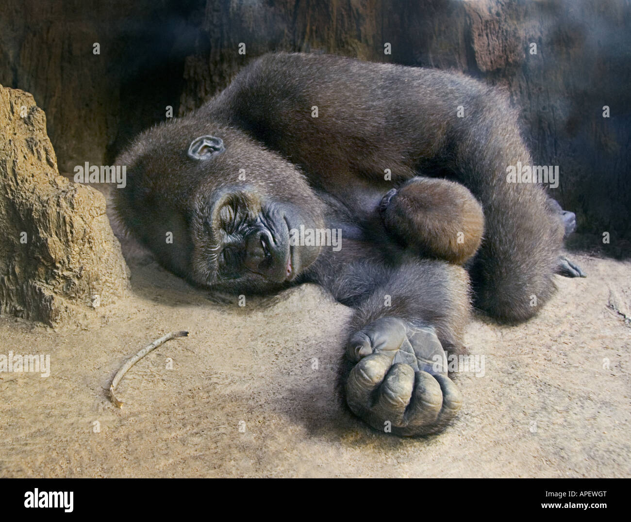 Gorilla mother, sleeping, with content and happy expression, on ground ...