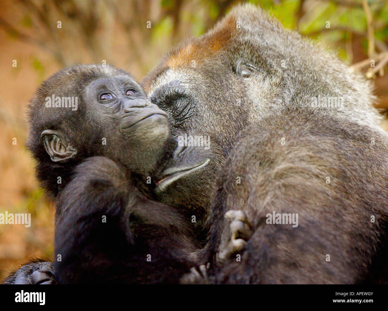 Gorilla mother, with ecstatically happy expression, eyes closed ...