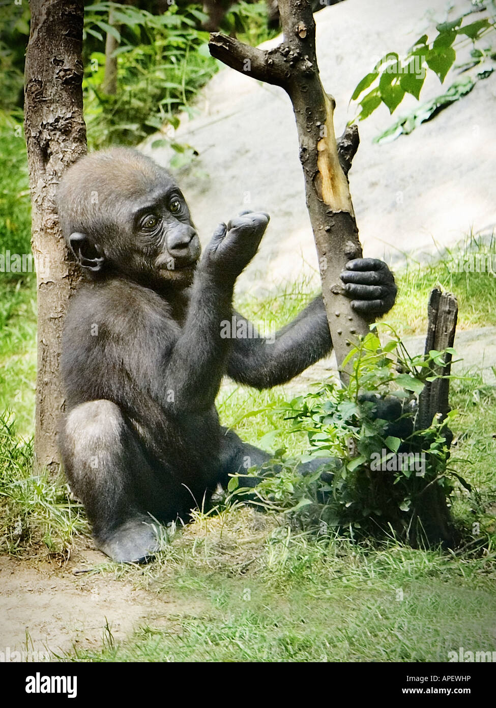 Young Gorilla, sitting against tree branch, staring intently at ...