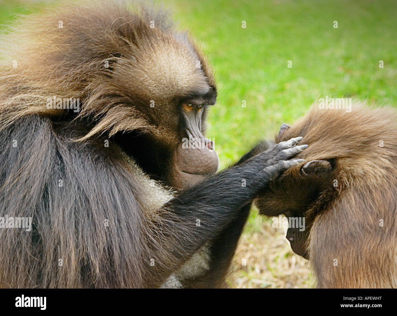 Two very hairy Baboons grooming, one searching with intense ...