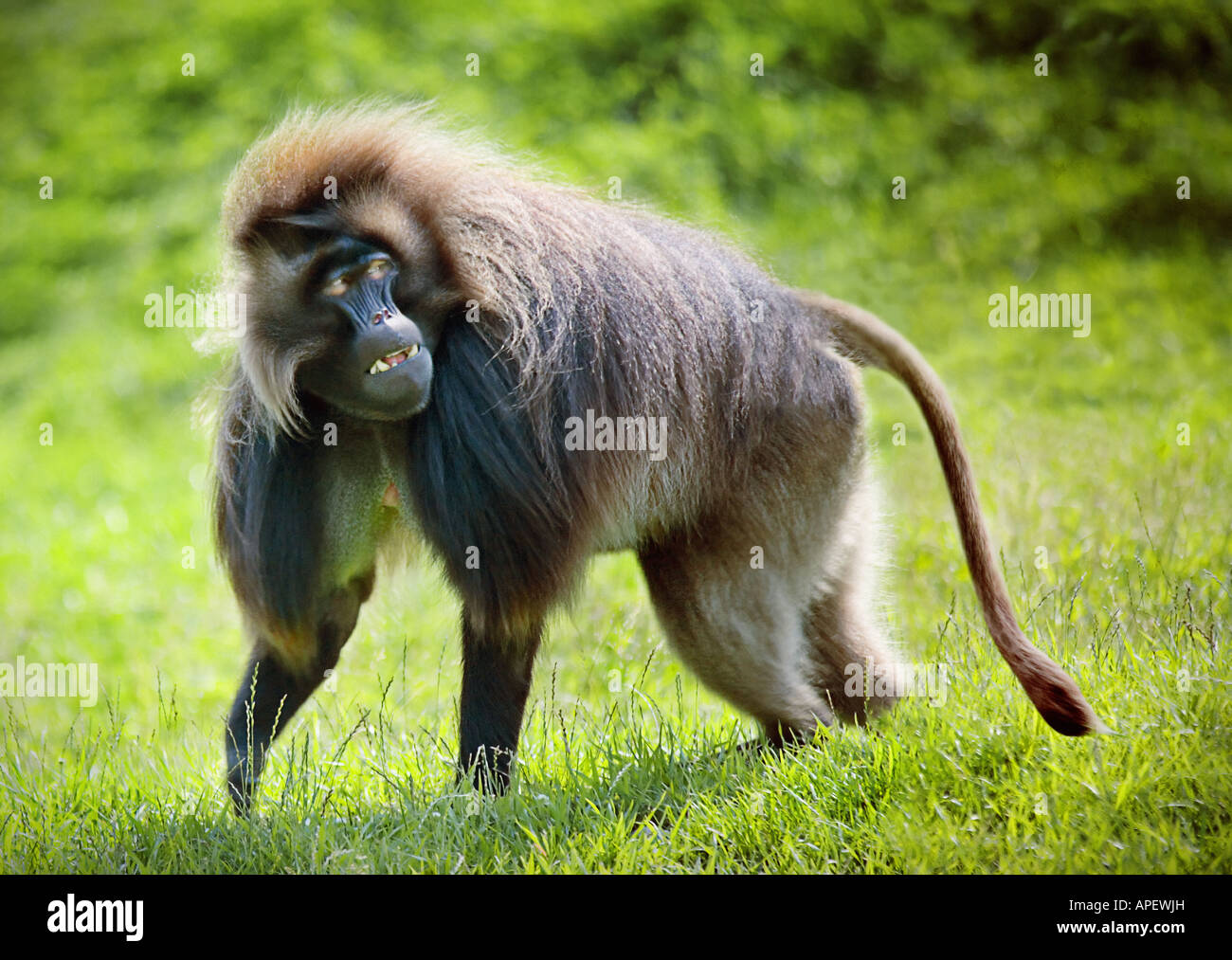 Hairy Baboon, running away from something, looking back with a ...
