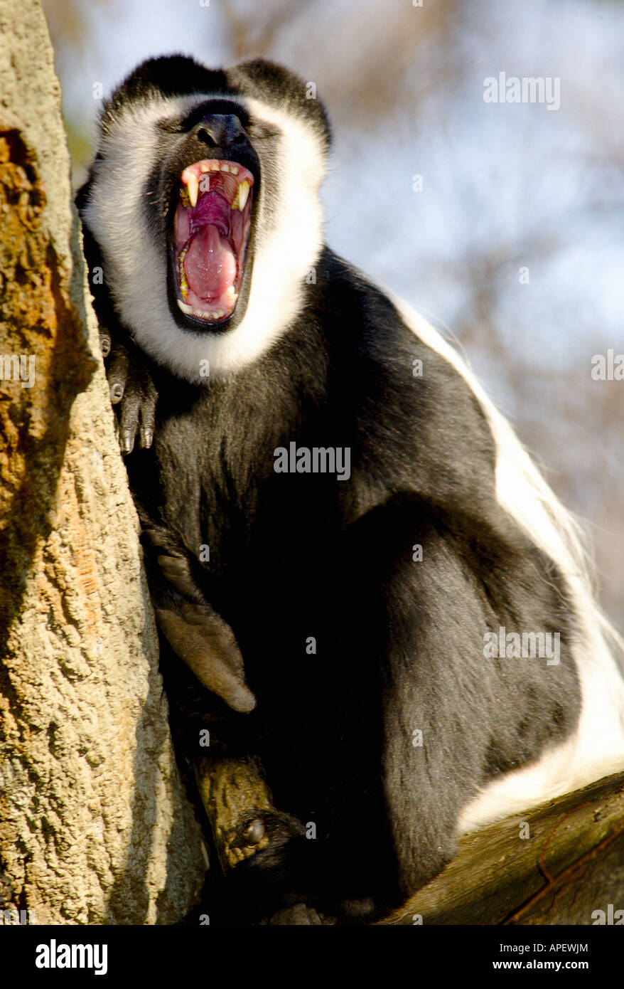 Colobus Monkey, on tree branch, yawning, showing large teeth Stock ...