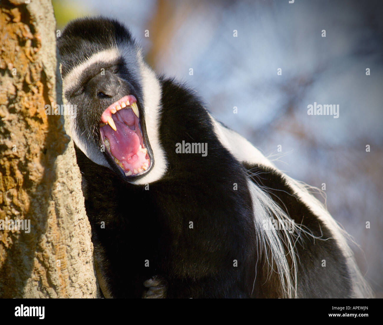 Colobus Monkey, leaning on tree branch, yawning, showing large teeth ...