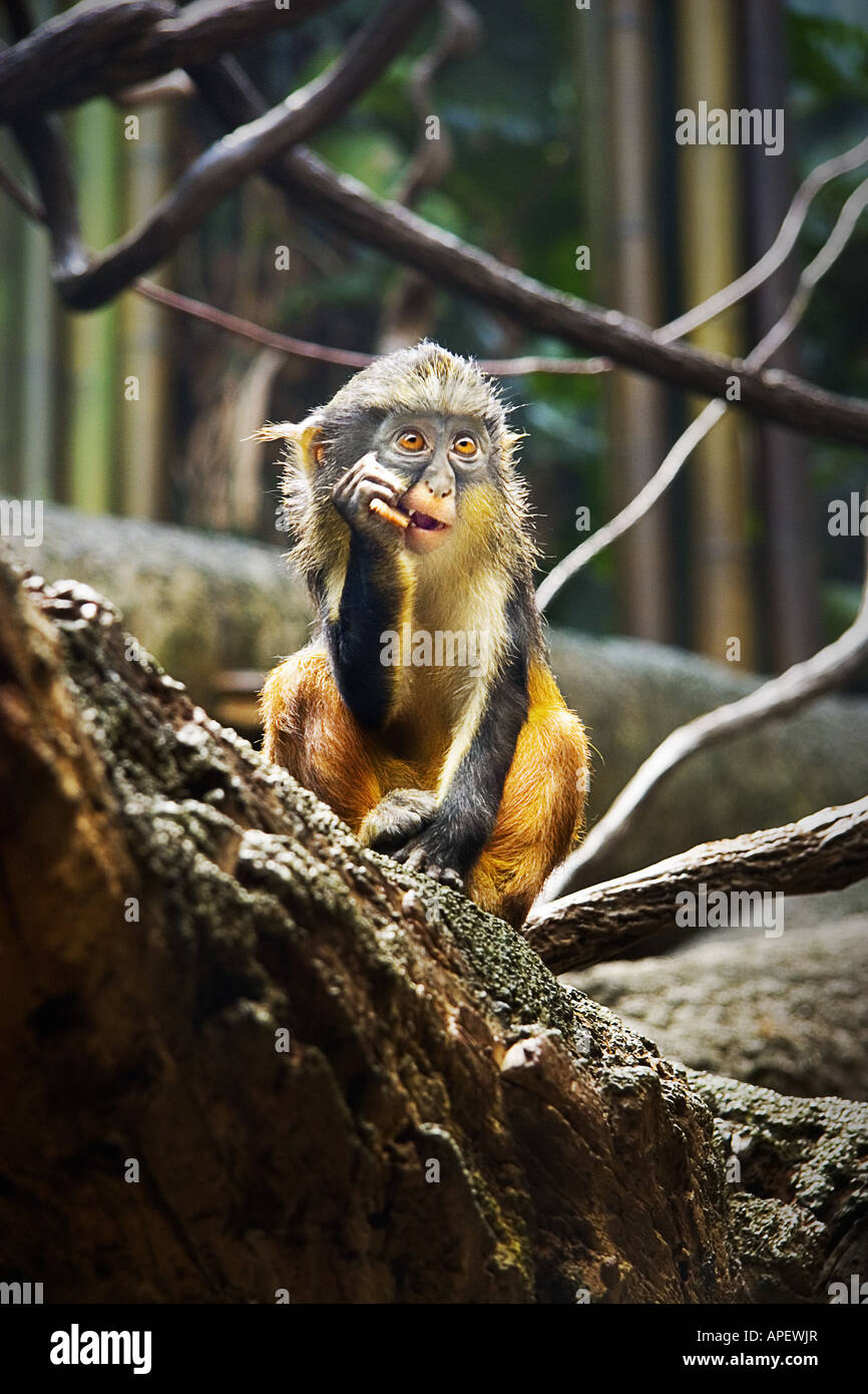 Wolf's Monkey (cercophitecus wolfi) young, in jungle setting, wide-eyed ...