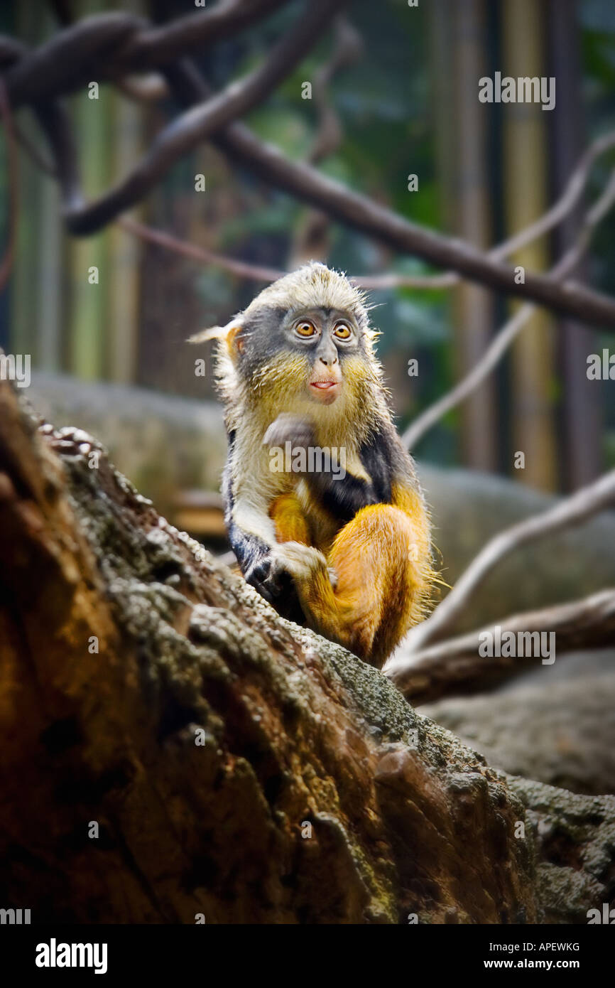 Wolf's Monkey (cercophitecus wolfi) young, in jungle setting, with very ...