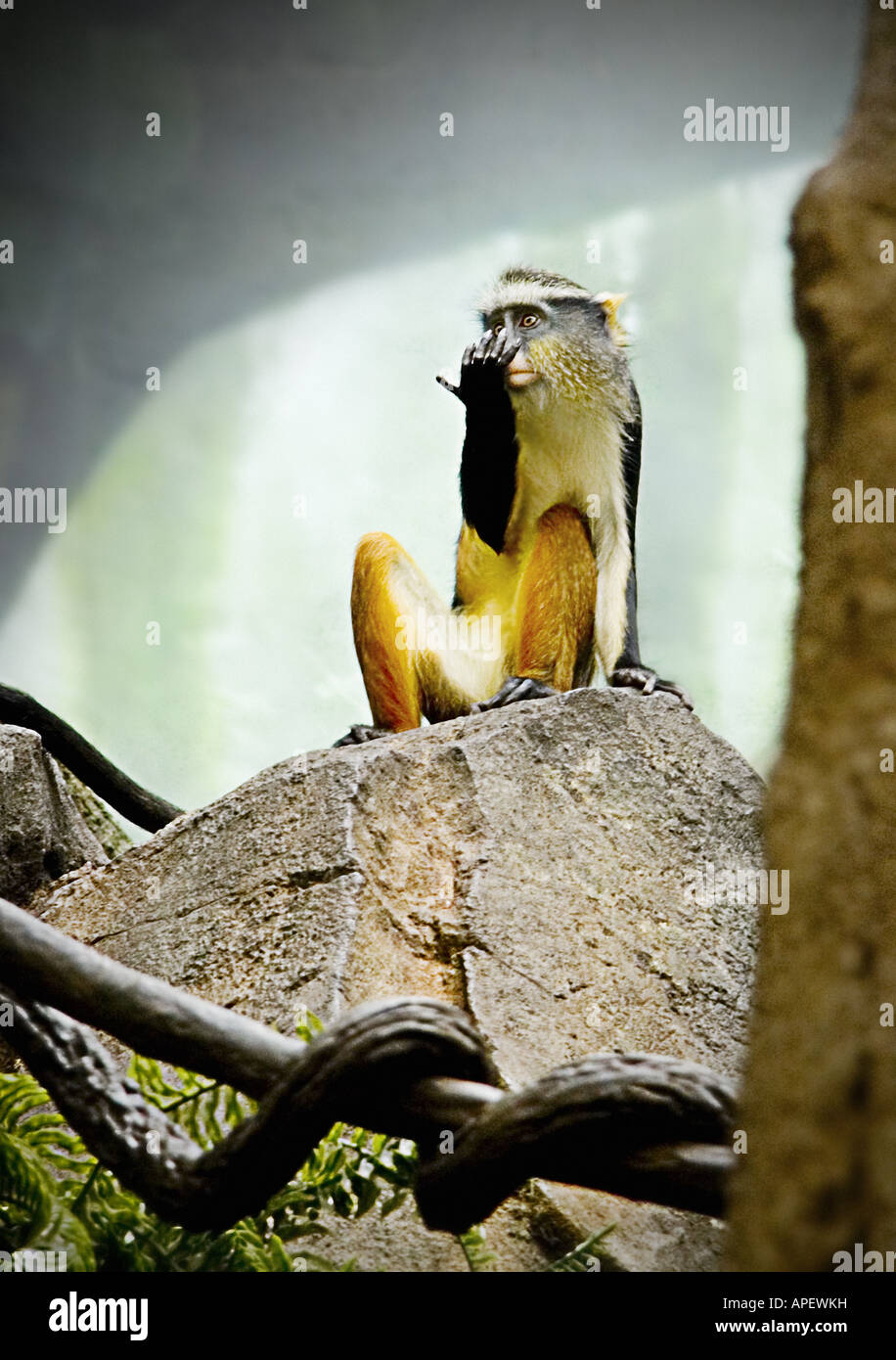 Wolf's Monkey (cercophitecus wolfi) adult, in jungle setting, sitting ...
