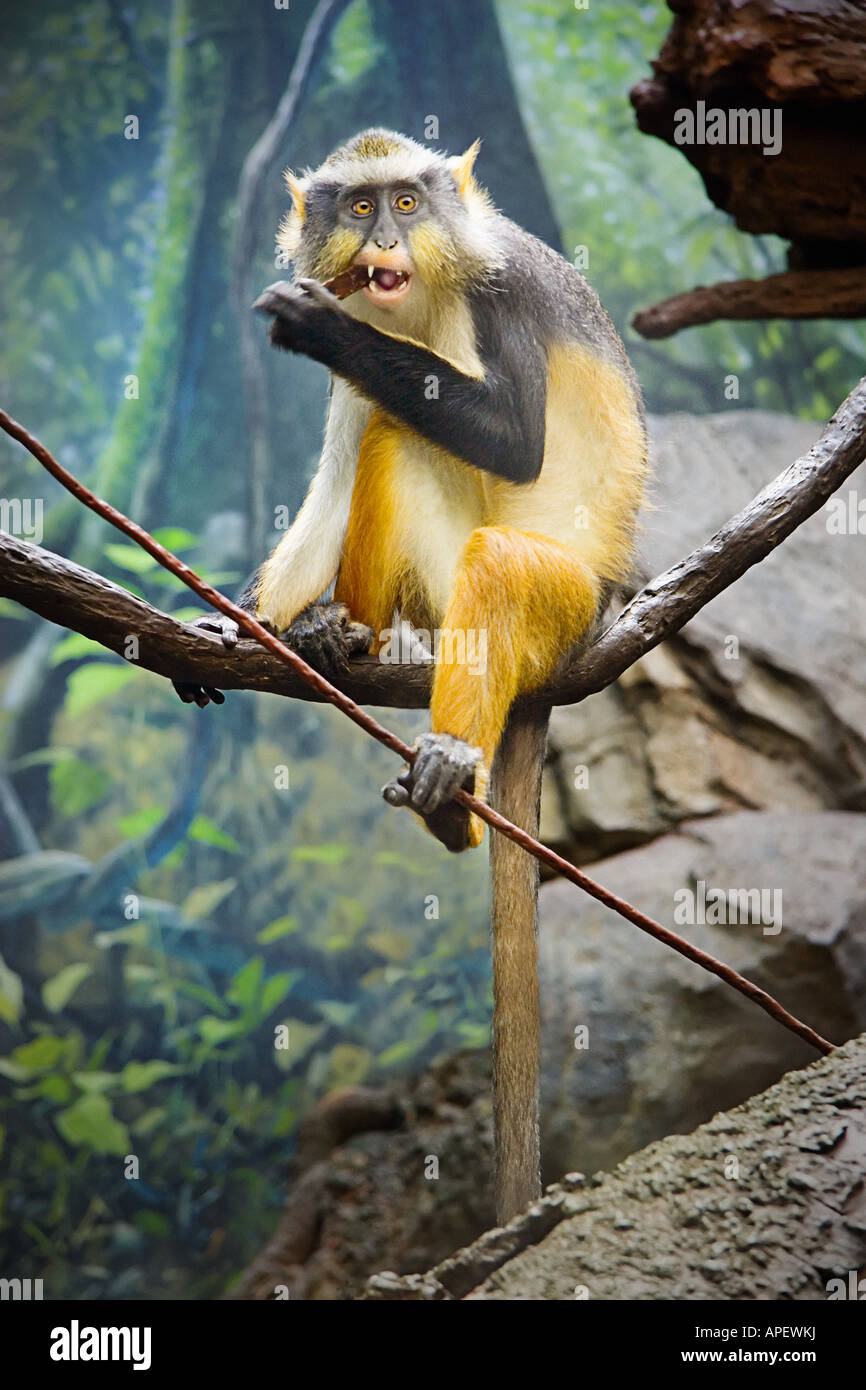 Wolf's Monkey (cercophitecus wolfi) adult, in jungle setting, sitting ...