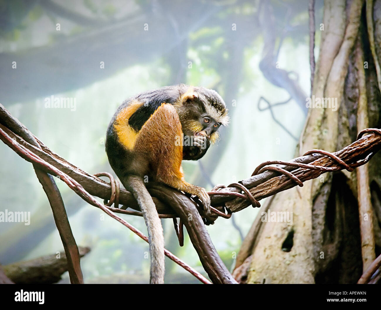 Monkey hand over mouth hi-res stock photography and images - Alamy