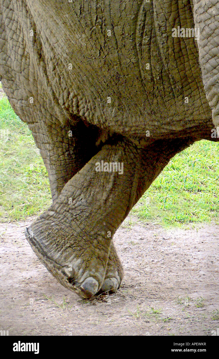 Legs rear buttocks hi-res stock photography and images - Alamy