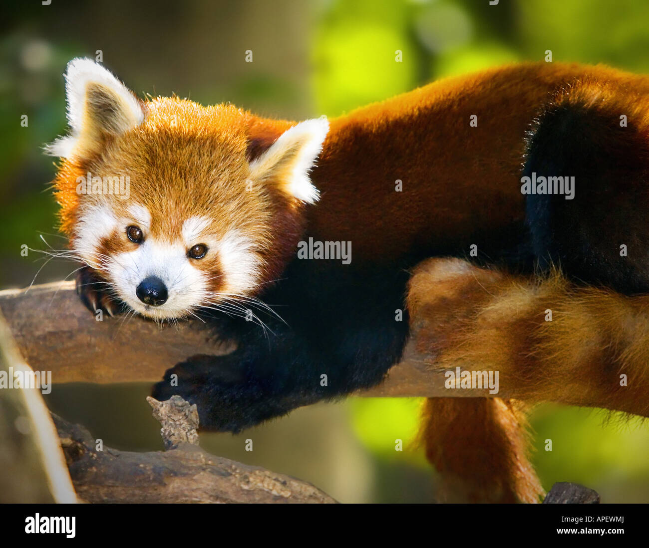 Red Panda, cute, full body shot, resting on branch, looking straight at ...