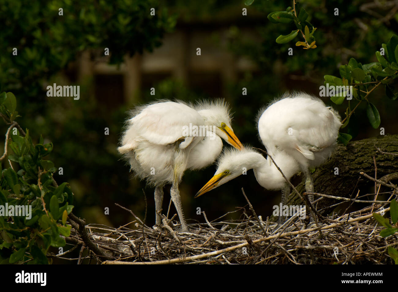 A pair of Great Egret chicks on the nest Stock Photo - Alamy