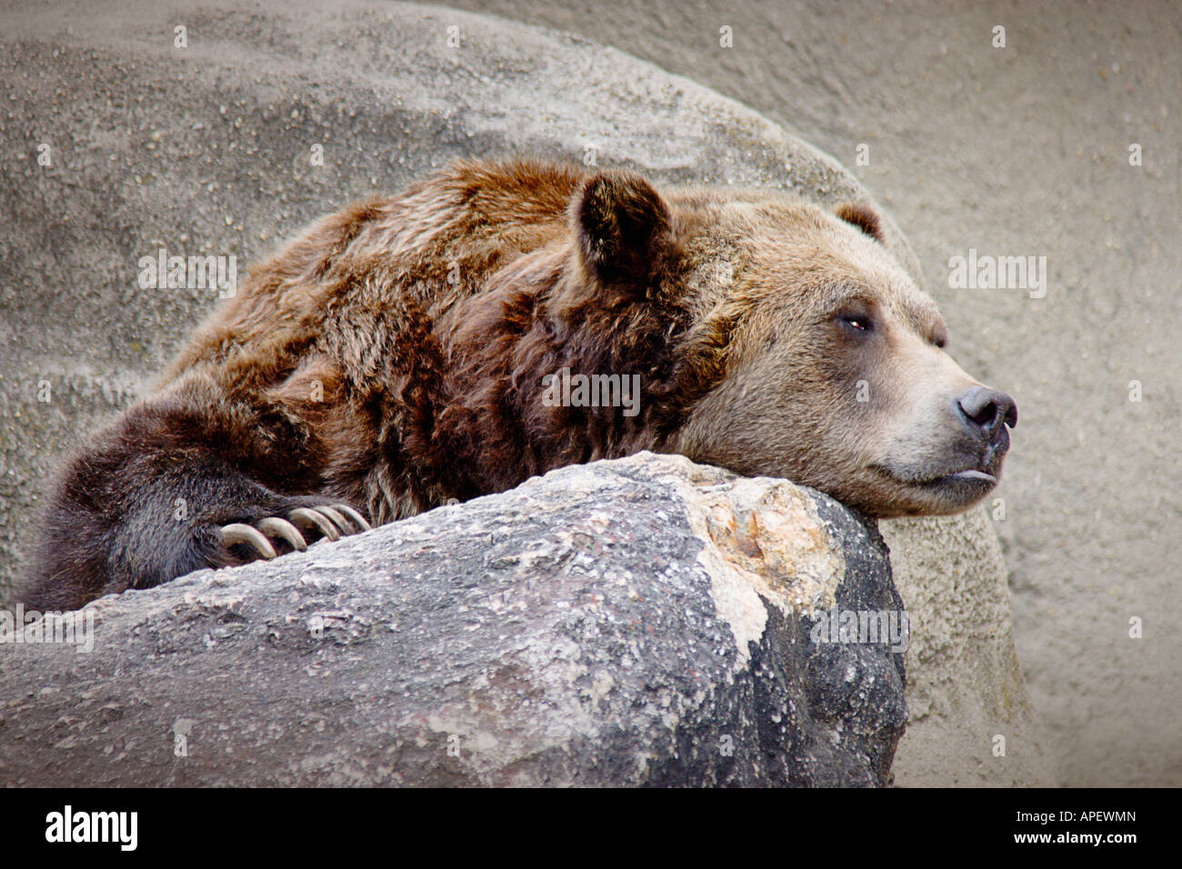 Grizzly / brown Bear half-dozing on rock, head and shoulders ...