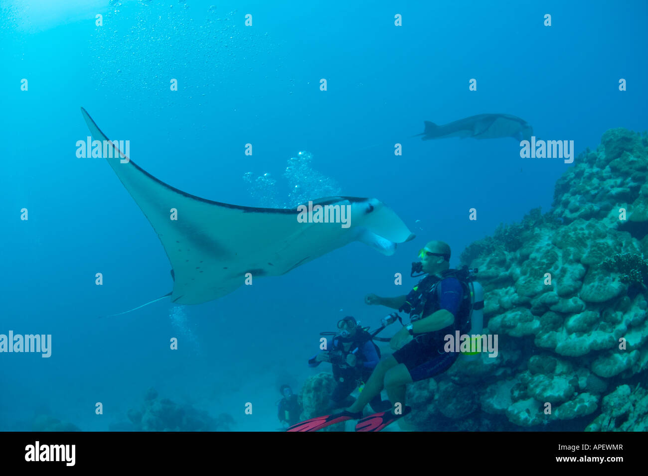 Micronesia, Caroline Islands, Yap Island, Manta rays with diver Stock ...