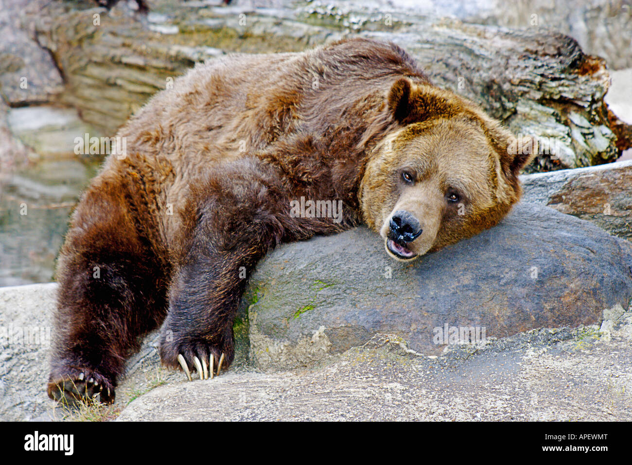 Grizzly / brown Bear half-dozing, sprawled on rock, full body shot ...