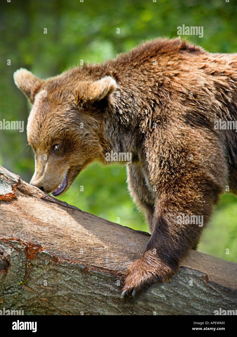 Grizzly / brown Bear on large tree branch, nose pressed unto branch ...