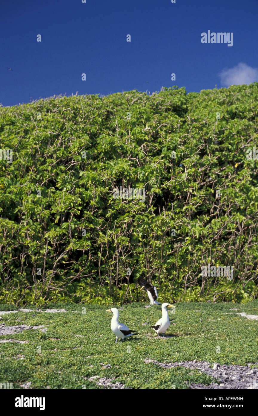 Bird, Masked Booby (Sula dactylatra Stock Photo - Alamy