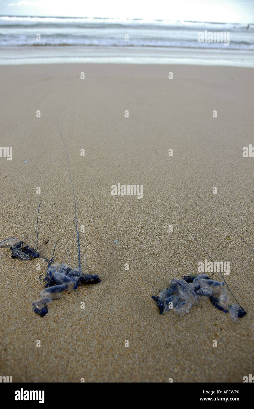 Bluebottle jellyfish stranded on a beach, with the ocean in the ...