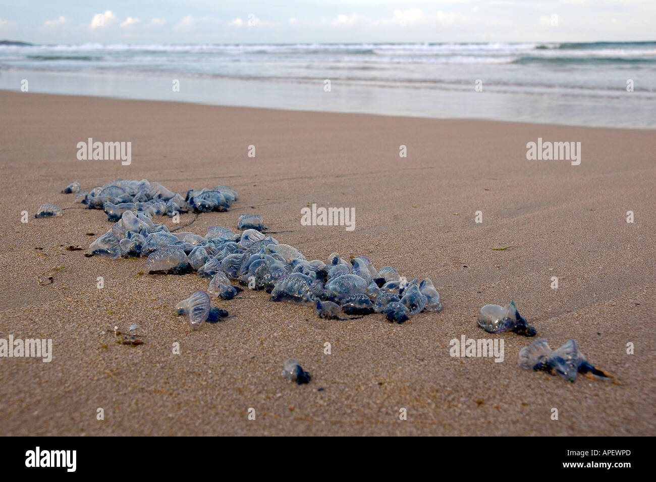 Blue bottle jellyfish hi-res stock photography and images - Alamy