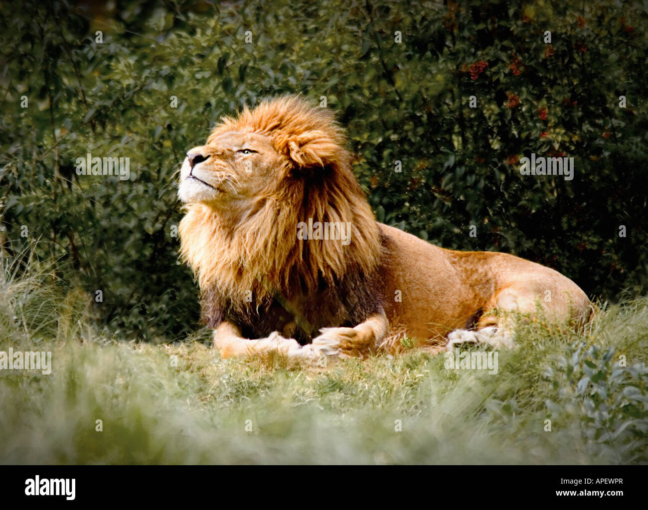Lion, adult male, full body, sitting, chin high up, with arrogant ...