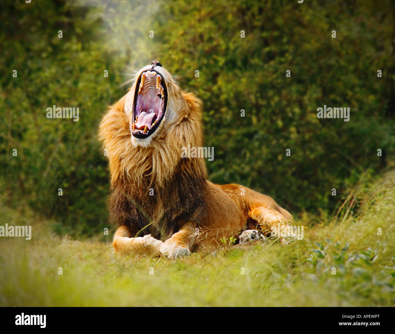 Lion, adult male, full body, sitting, showing all teeth, misty, breath ...