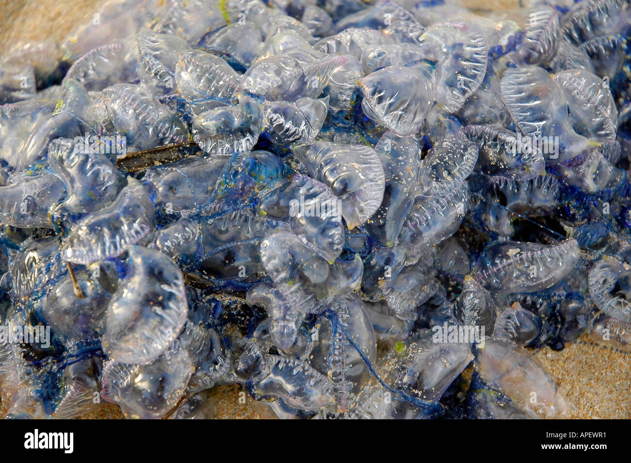 Blue bottle jellyfish hi-res stock photography and images - Alamy