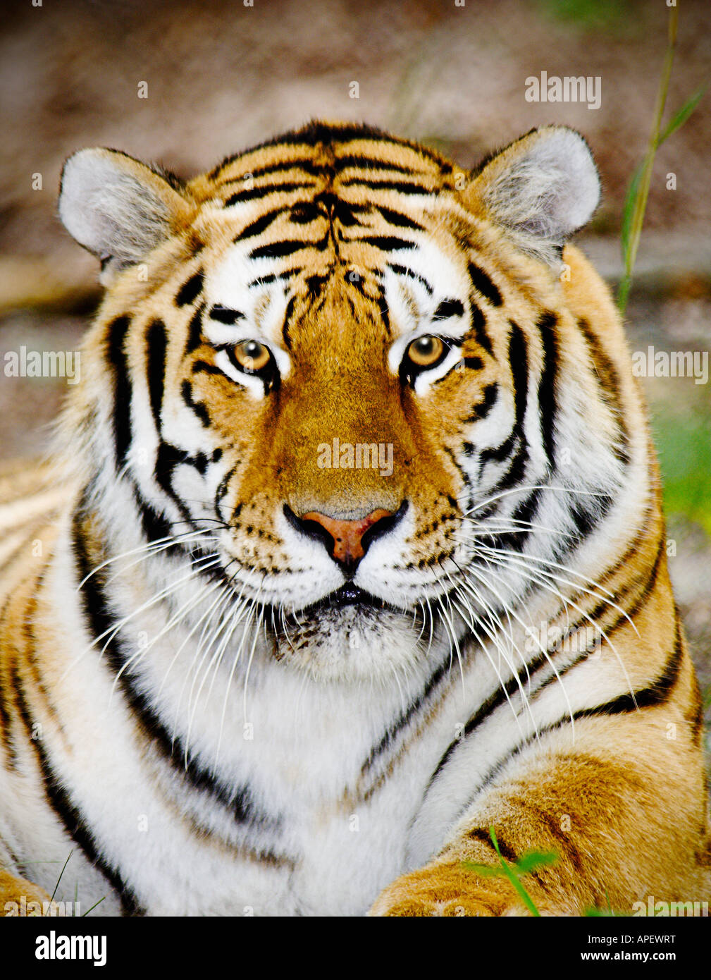 Tiger, adult, head and shoulders close-up portrait, sitting, staring at ...