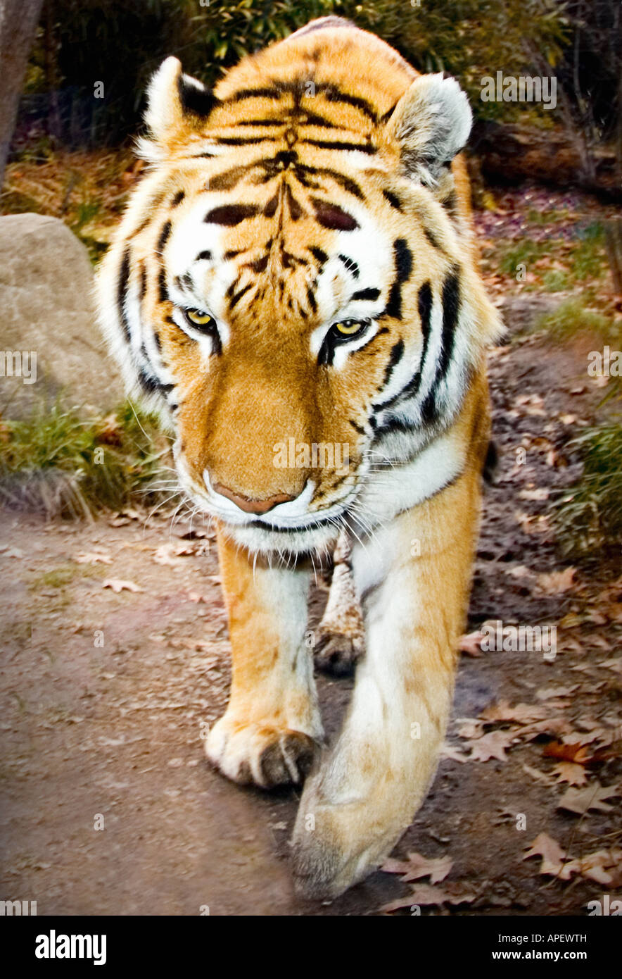 Tiger, adult, full body close-up, coming straight on to viewer, head ...