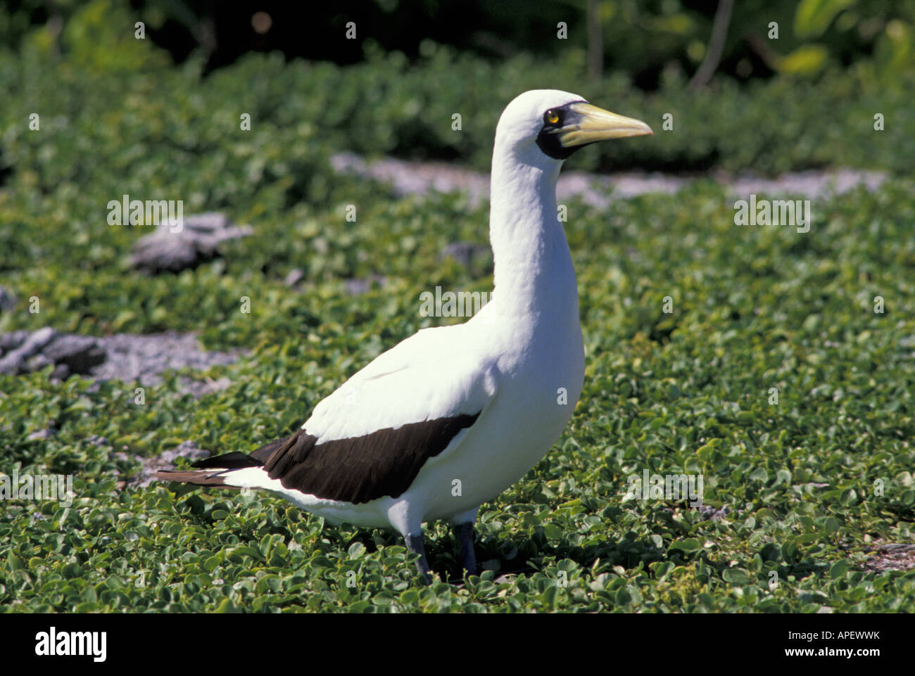 Bird, Masked Booby (Sula dactylatra Stock Photo - Alamy