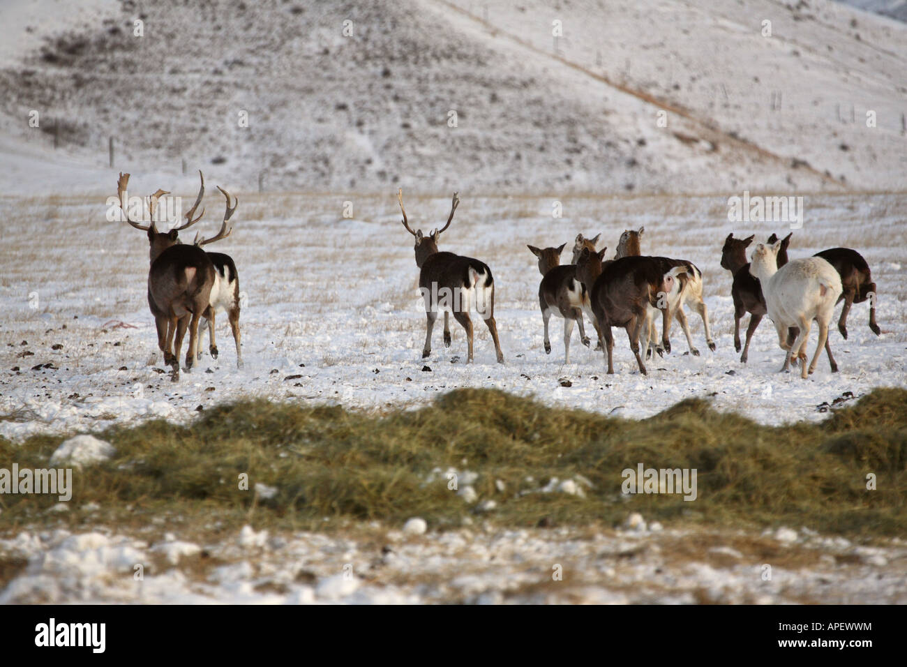 Fallow Deer in winter pasture Stock Photo - Alamy